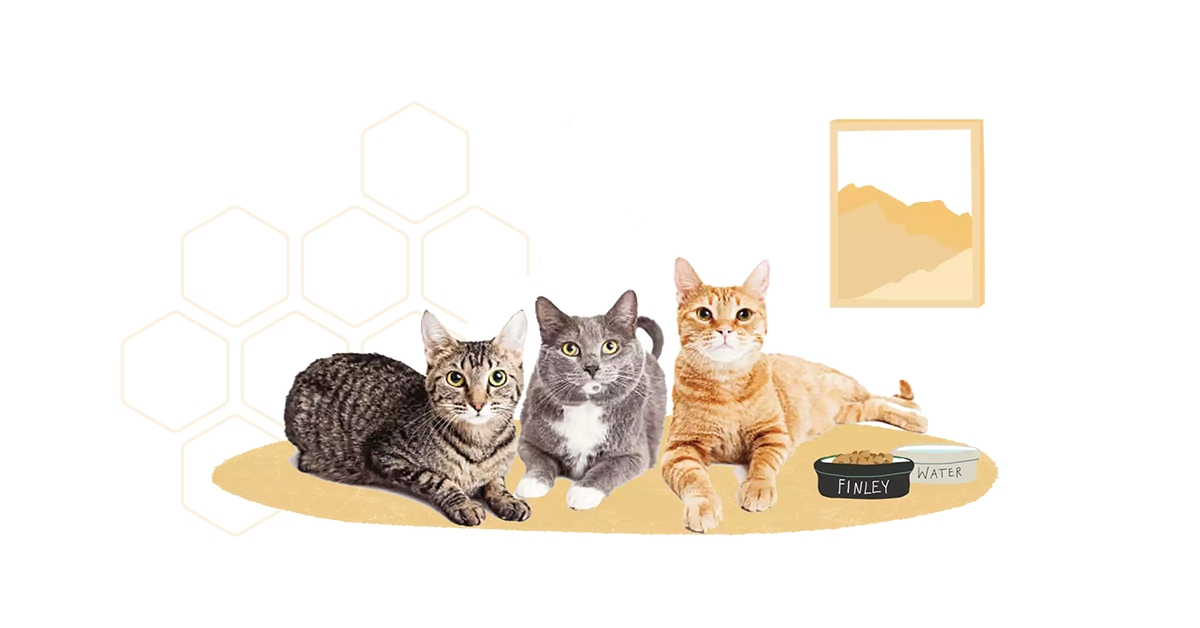 Vaccines for Social Cats | Zoetis Petcare