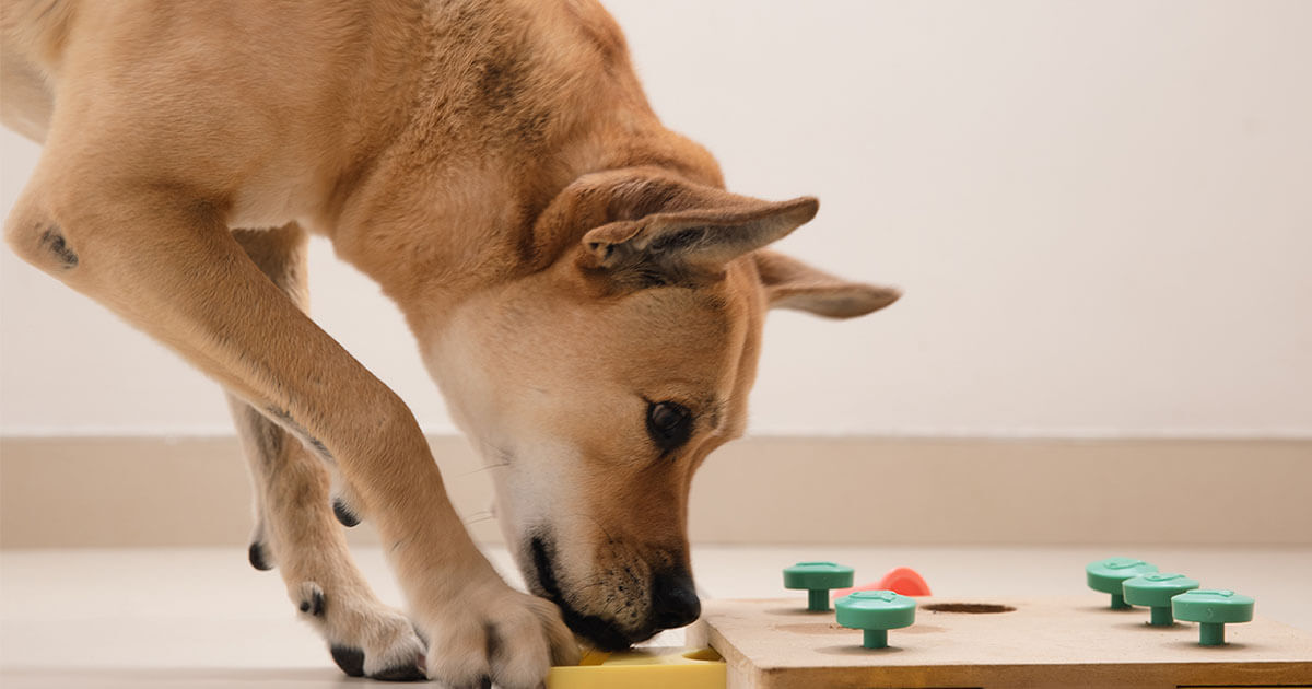 Mental Stimulation for Puppies | Zoetis Petcare