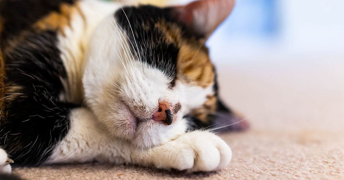 Decoding Chin Acne in Cats | Zoetis Petcare