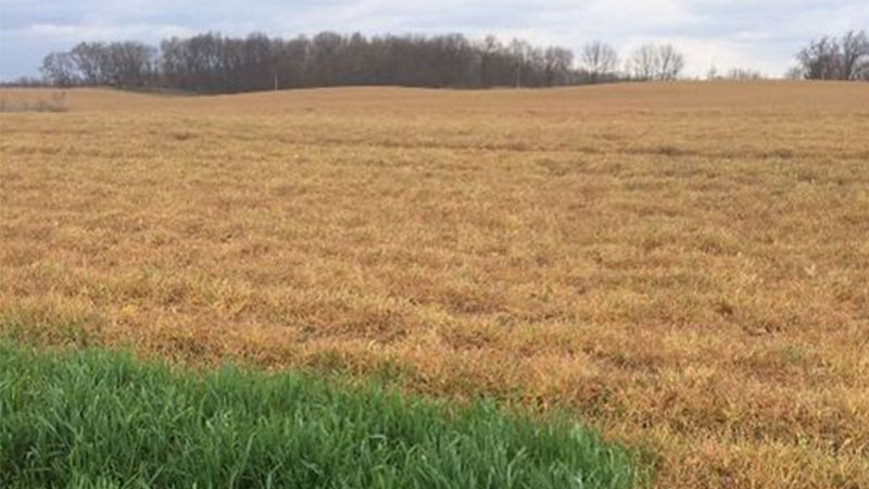 Senate bill aims to provide farmers flexibility for cover crops after ...