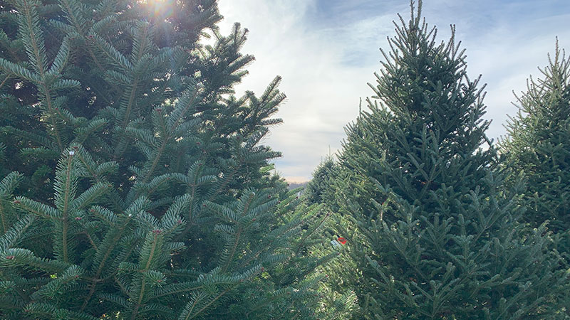Christmas trees 101: How to keep your tree healthy and safe - Michigan ...