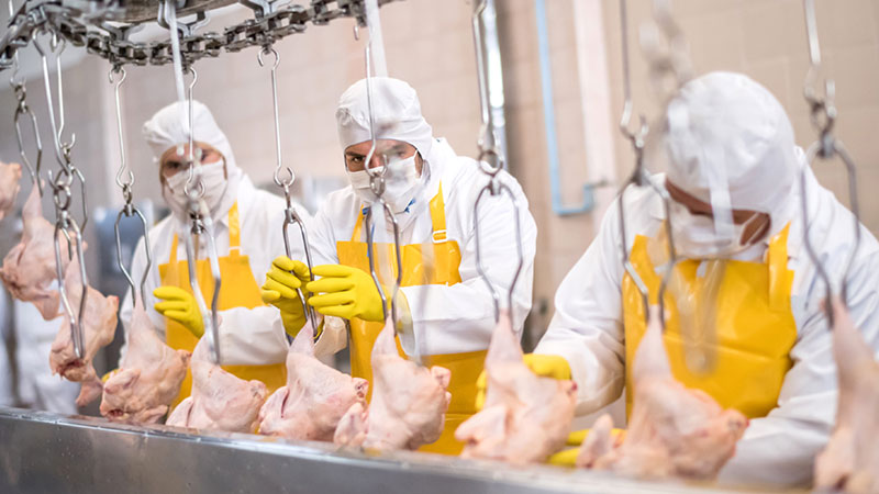 USDA offers $100M in loan guarantees for meat processing - Michigan ...