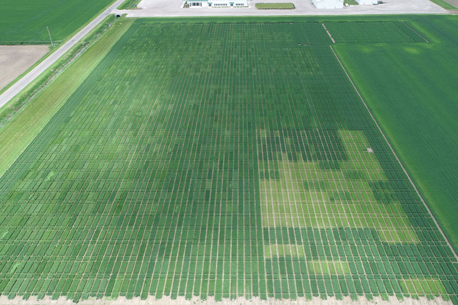 Wheat variety research aims to boost yields - Michigan Farm News