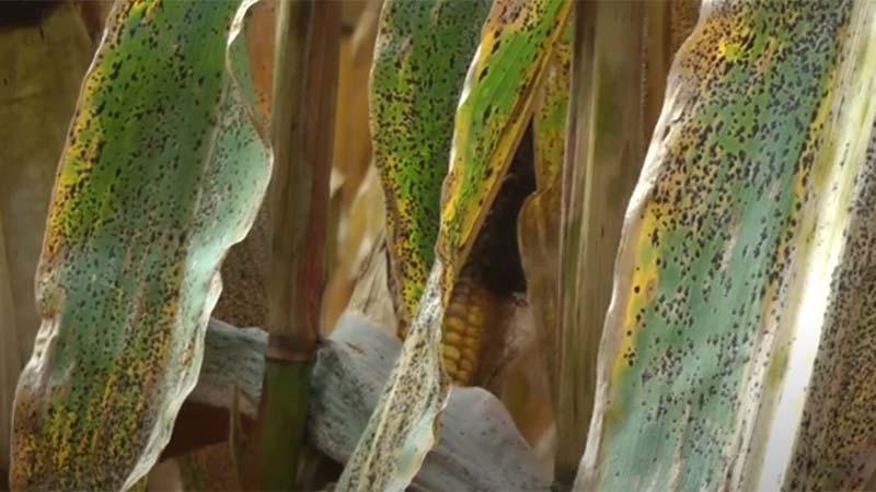 Corteva launches hybrid tar spot ratings, expands seed technology with ...