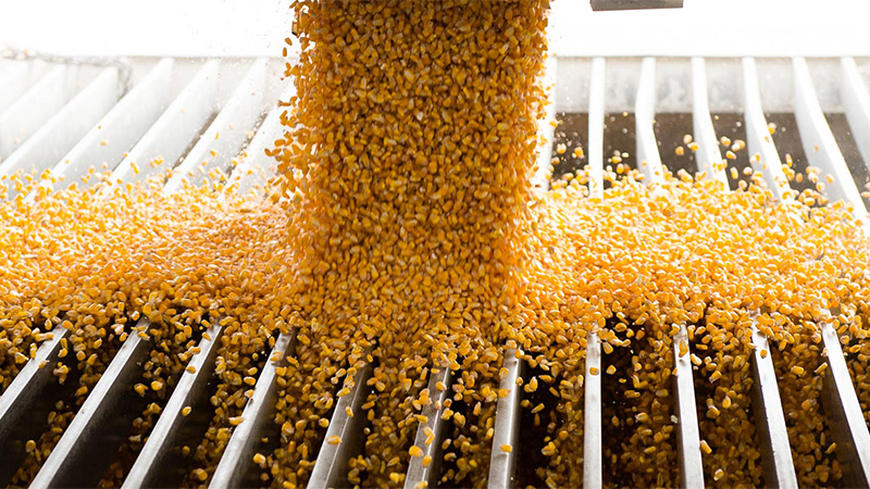 Mexico's President doubles down on biotech corn ban - Michigan Farm News