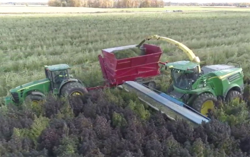 Hemp in 2019: Success but questions remain - Michigan Farm News