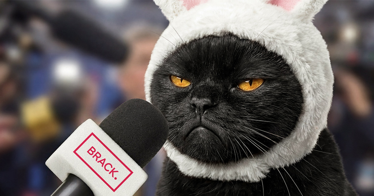 «Ich habe hohe Standards. Und Brack hat Katzenfutter.»
