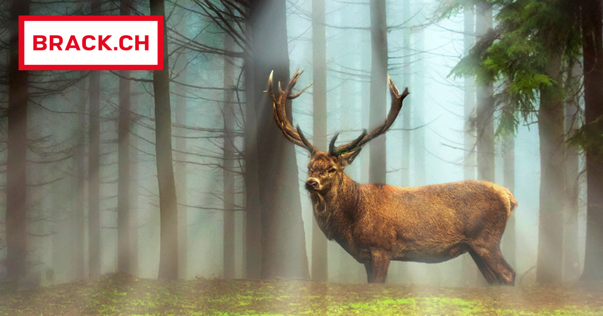 L’assortiment de chasse chez BRACK.CH