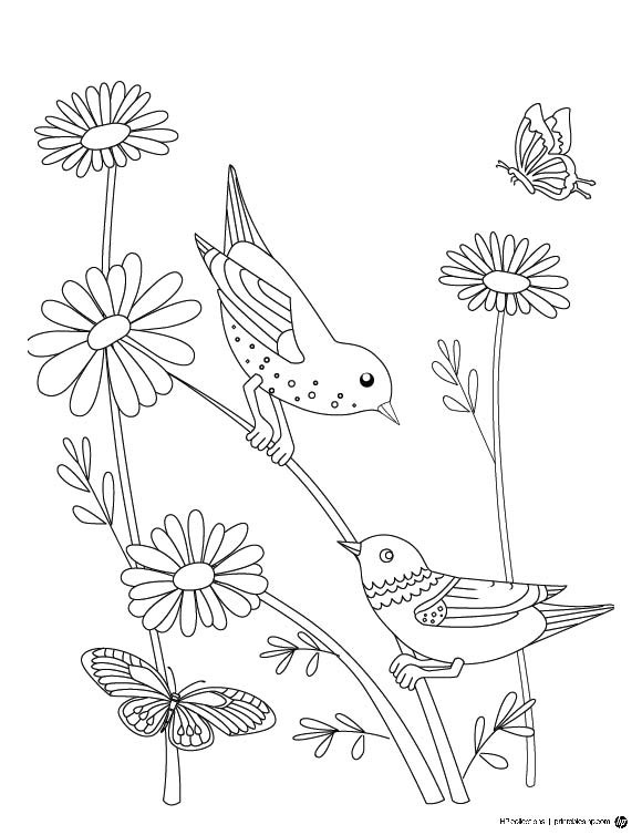free bird coloring pages for kids