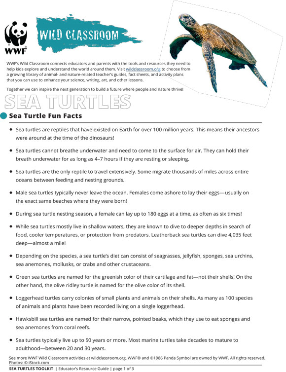 100 Fun Facts About Sea Turtles - Infoupdate.org