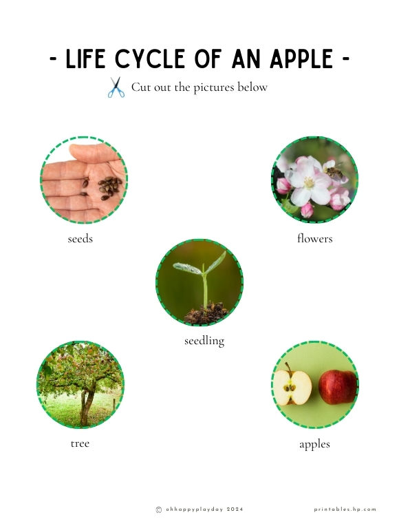 Apple Tree Life Cycle Printable Preschool Printables: Apple Life Cycle