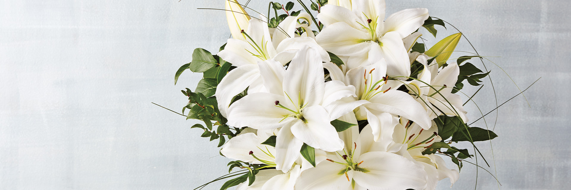 Plant Delivery | Send Flower Delivery & Plant Gifts | Harry & David