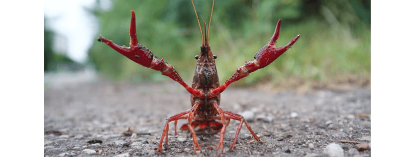 Best Catfish Bait & Lures That Actually Work | Academy