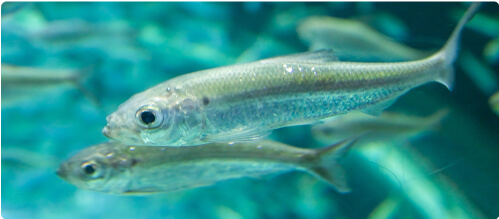 Best Lake Trout Baits & Lures to Catch Your Next Slab | Academy