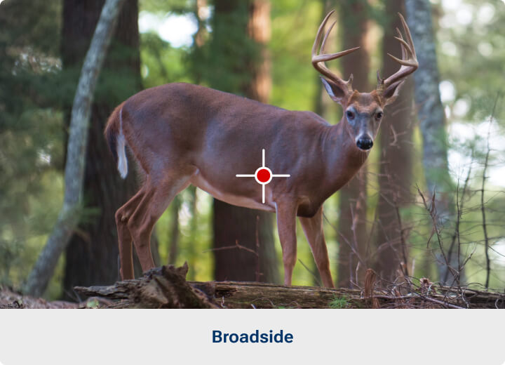 Where to Shoot a Deer: Shot Placements from Any Angle | Academy