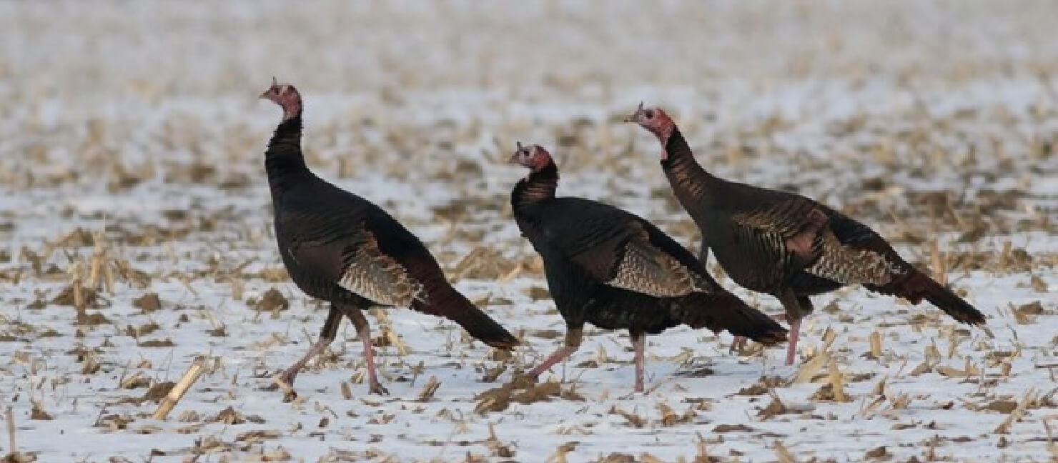 After the Shot: Getting Your Turkey Home | Academy