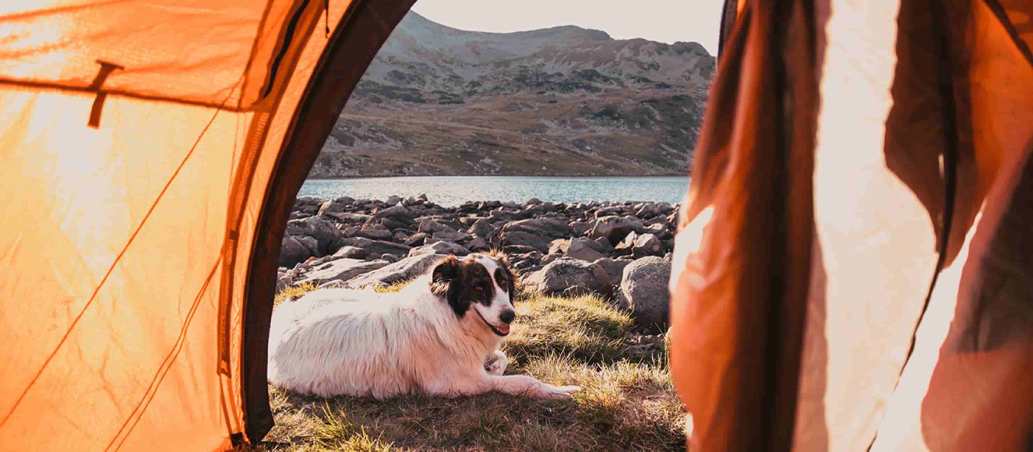 Types of Tents to Choose for Your Next Camping Trip | Academy