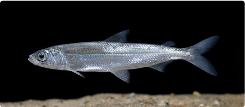 Best Lake Trout Baits & Lures to Catch Your Next Slab | Academy