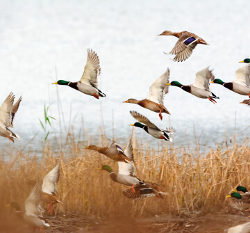 Duck Hunting Essentials: A Beginner's Gear List | Academy