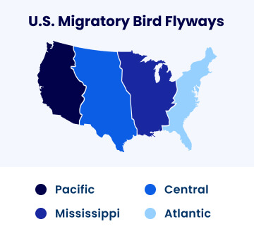 The Beginners Guide to Duck Hunting | Academy
