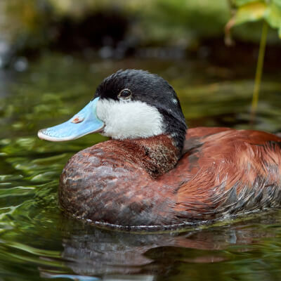 The Beginners Guide to Duck Hunting | Academy