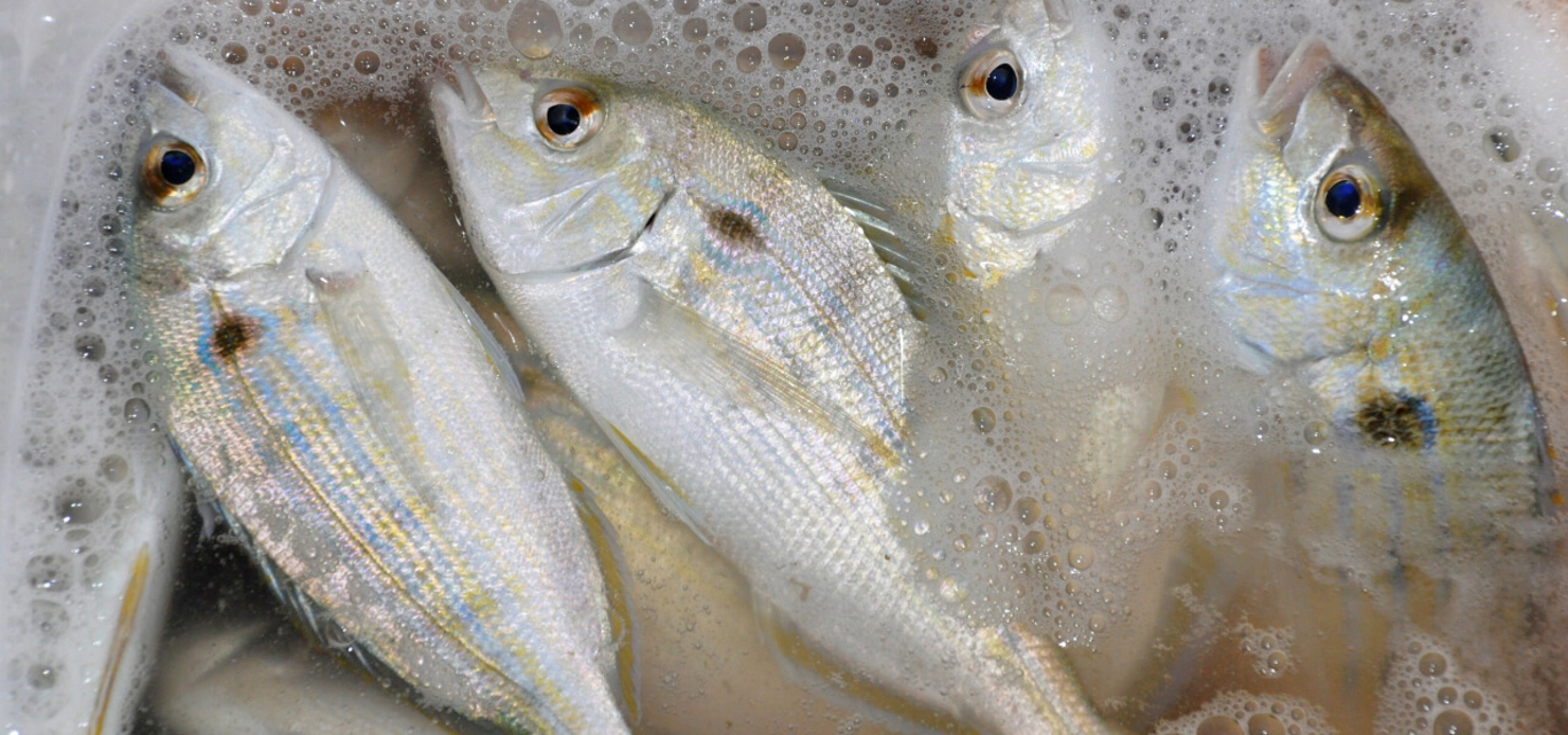 Best Redfish Lures & Baits for Your Next Red Drum Trip | Academy