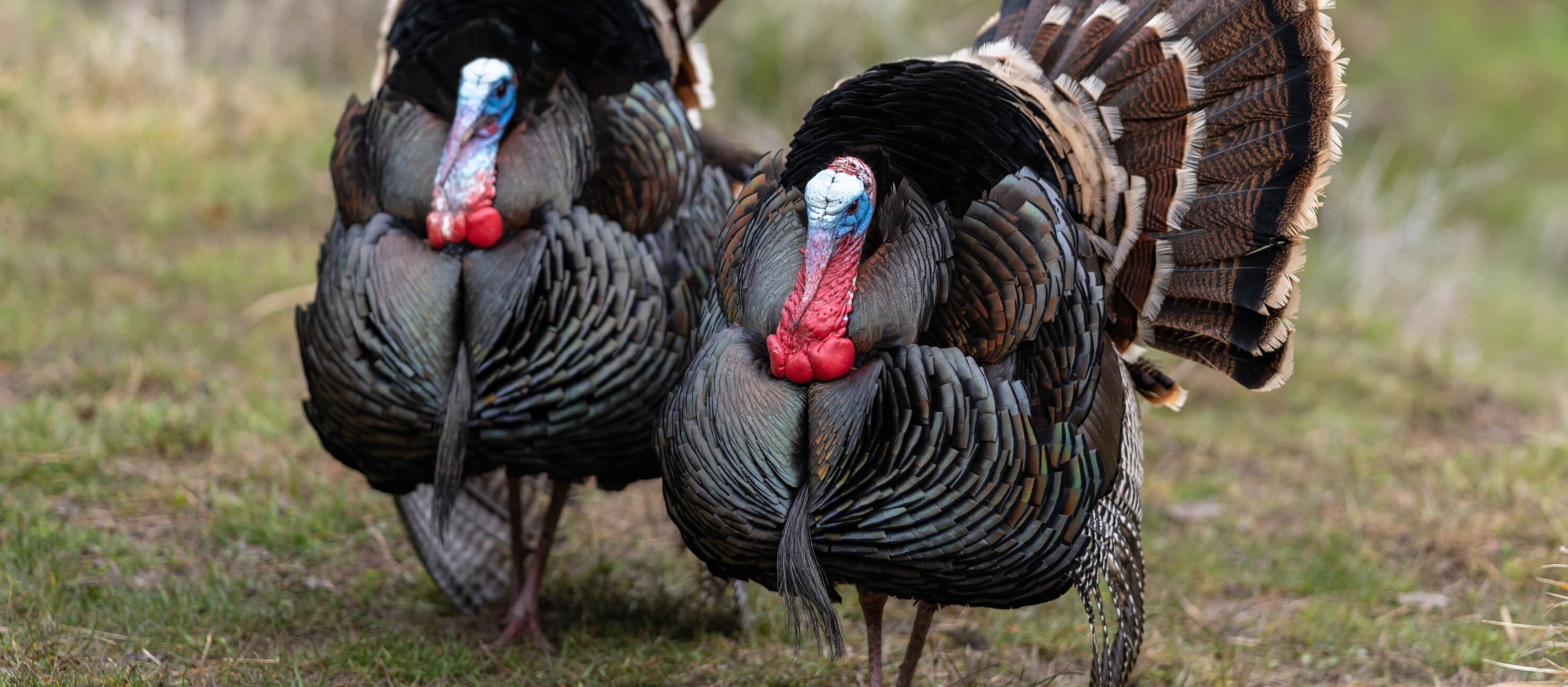 13 Turkey Hunting Tips: How To Turkey Hunt Like a Pro | Academy