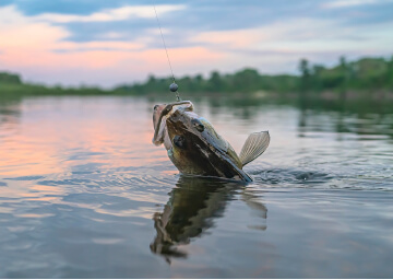 The Best Time to Go Fishing | Academy