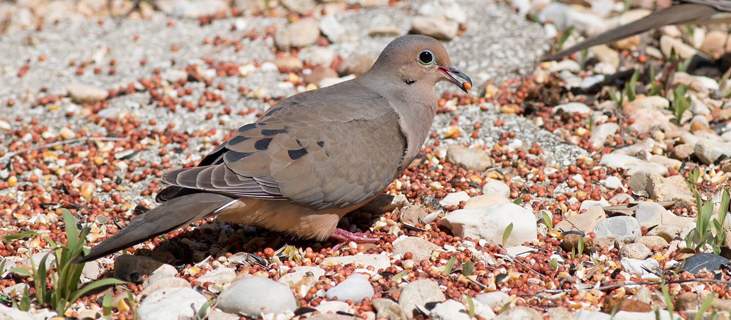 Dove Hunting Tips: How to Find, Attract, & Shoot Doves | Academy