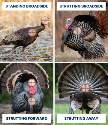 Where to Shoot a Turkey With a Bow for a Clean Shot | Academy