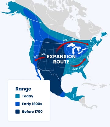 Coyote Hunting Tips: How to Hunt Coyotes | Academy