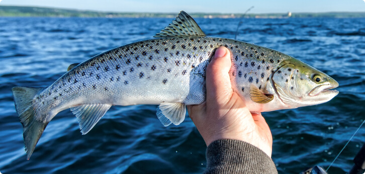 Best Lake Trout Baits & Lures to Catch Your Next Slab | Academy