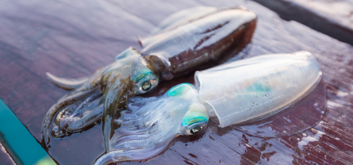 Best Redfish Lures & Baits for Your Next Red Drum Trip | Academy