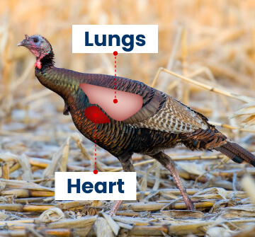 Where to Shoot a Turkey With a Bow for a Clean Shot | Academy