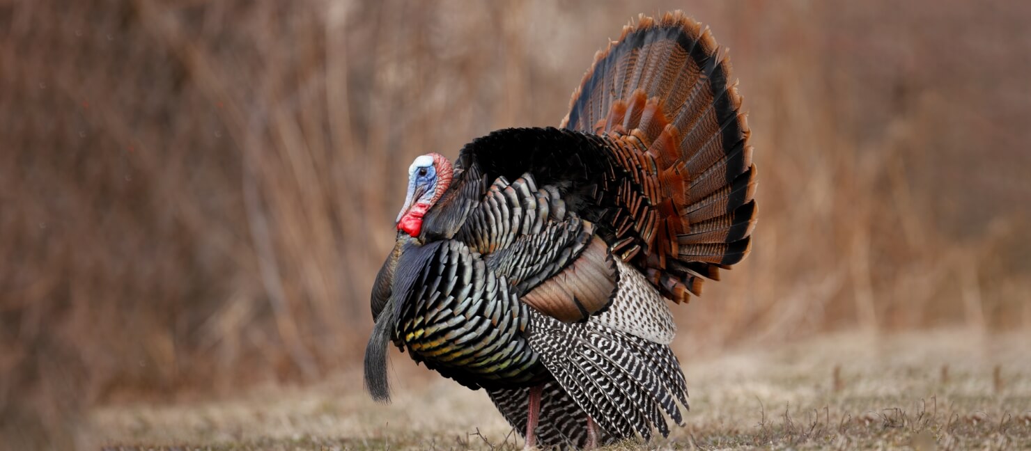Turkey Hunting For Beginners | Academy