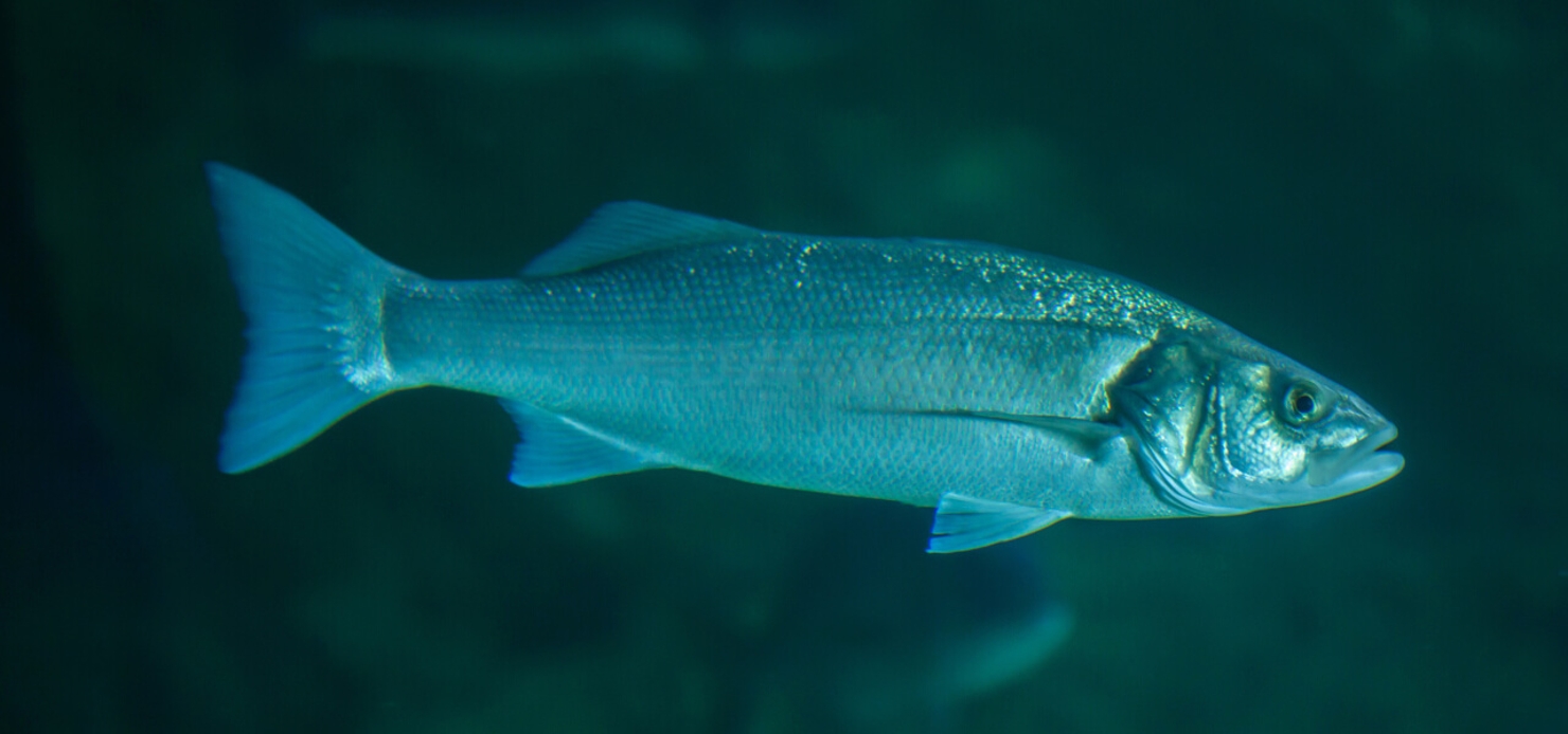 Best Redfish Lures & Baits for Your Next Red Drum Trip | Academy