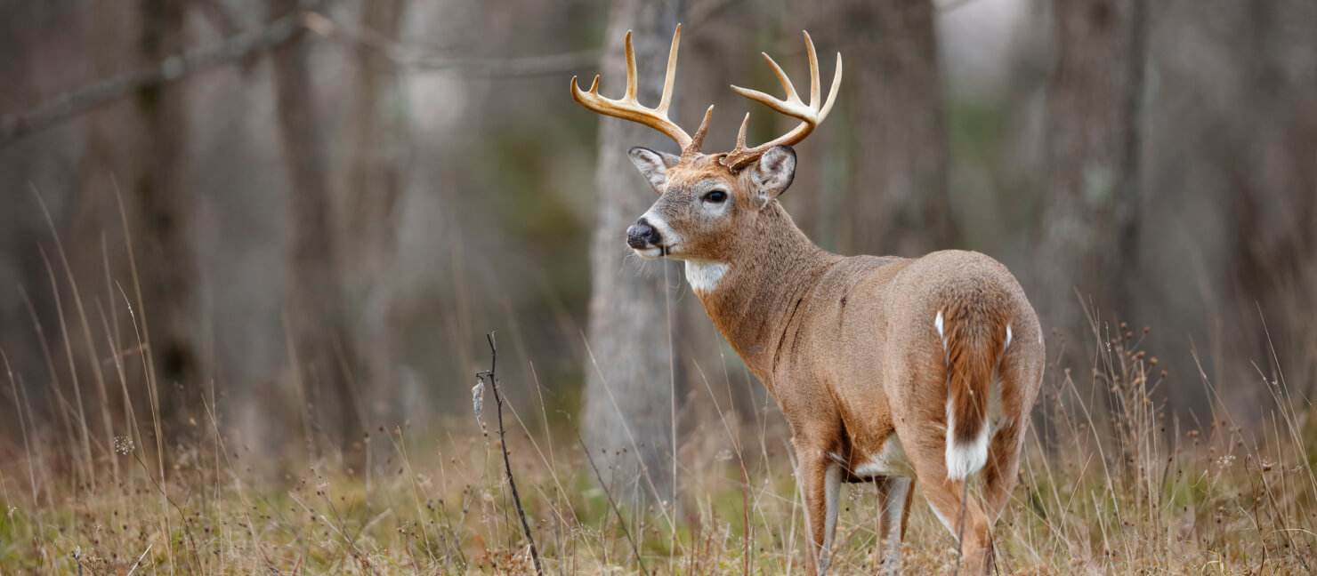 Deer Hunting Checklist: Packing Essentials & Gear | Academy