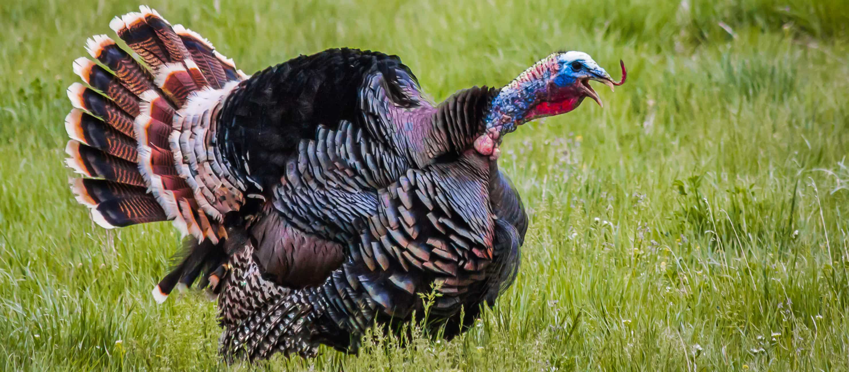 13 Turkey Hunting Tips: How To Turkey Hunt Like a Pro | Academy