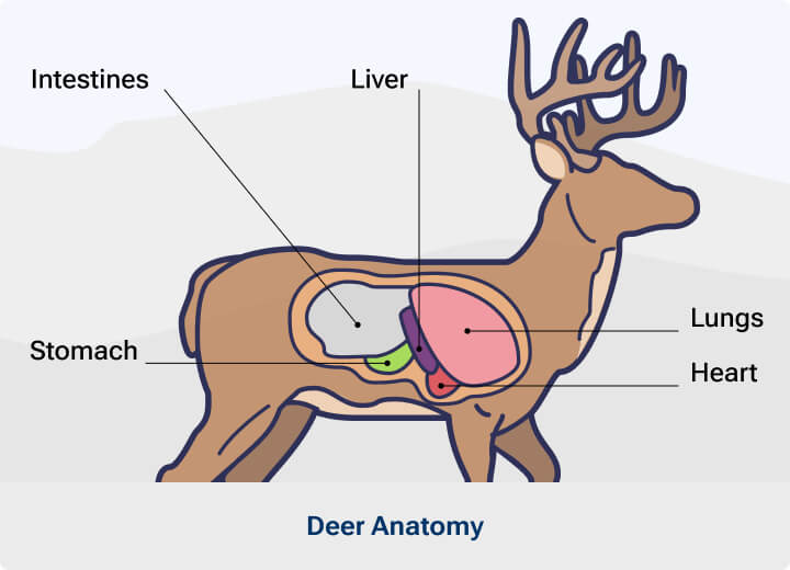 Where to Shoot a Deer: Shot Placements from Any Angle | Academy
