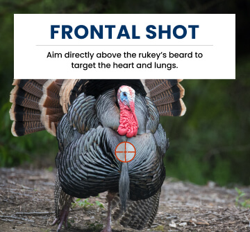 Where to Shoot a Turkey With a Bow for a Clean Shot | Academy