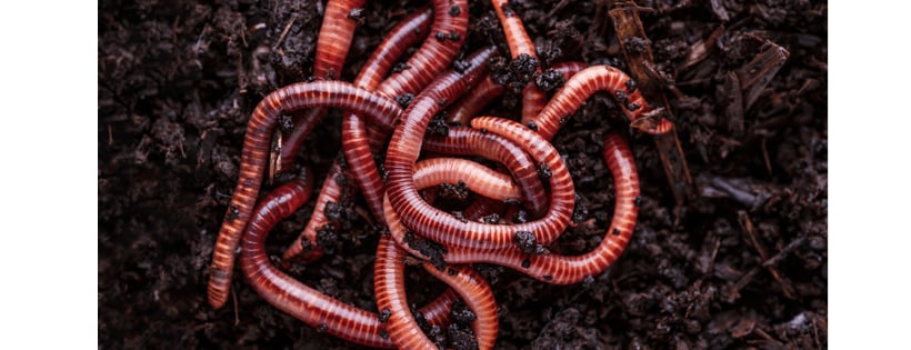 Best Catfish Bait & Lures That Actually Work | Academy