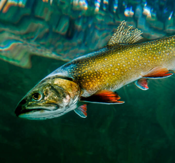 Best Lake Trout Baits & Lures to Catch Your Next Slab | Academy