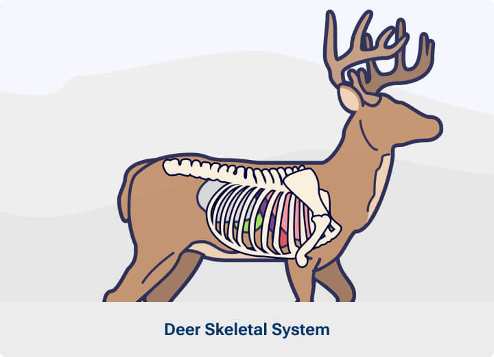 Where to Shoot a Deer: Shot Placements from Any Angle | Academy