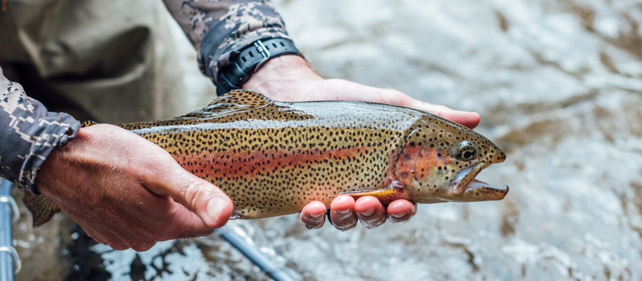 Best Rainbow Trout Baits & Lures To Catch Like a Pro | Academy