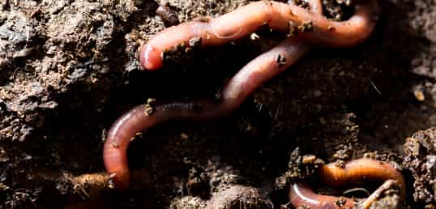 Best Bass Lures & Baits To Catch Hawgs in Every Season | Academy