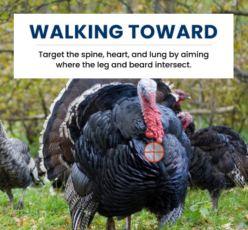 Where to Shoot a Turkey With a Bow for a Clean Shot | Academy