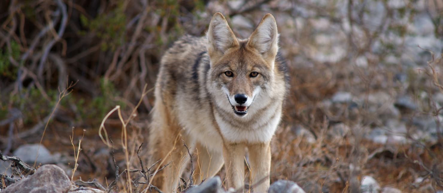 Coyote Hunting Tips: How to Hunt Coyotes | Academy