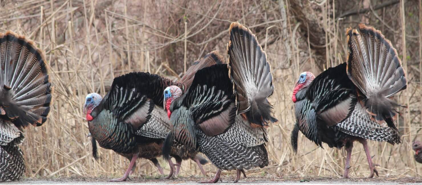 Turkey Hunting For Beginners | Academy