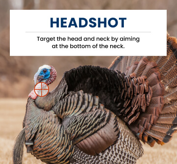Where to Shoot a Turkey With a Bow for a Clean Shot | Academy