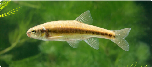 Best Lake Trout Baits & Lures to Catch Your Next Slab | Academy